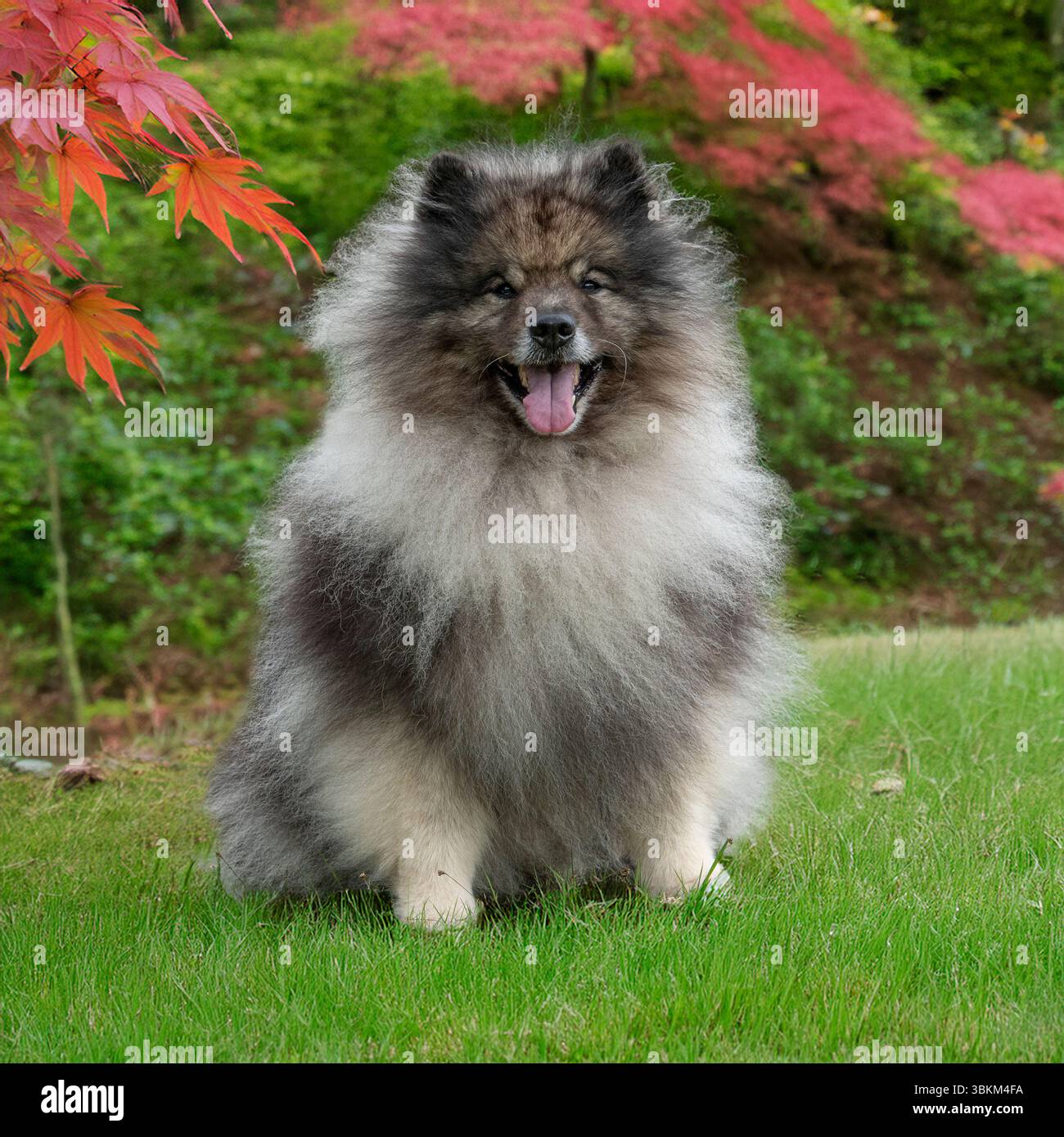 keeshond in the garden with Japanese acer Stock Photo - Alamy