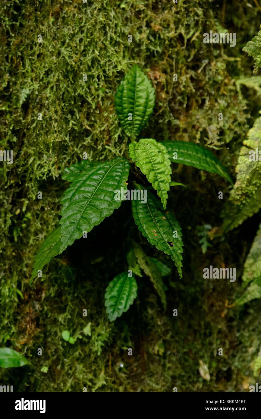 Pepper vines, Piper parmatum, Piperaceae, Santa Elena Biological ...