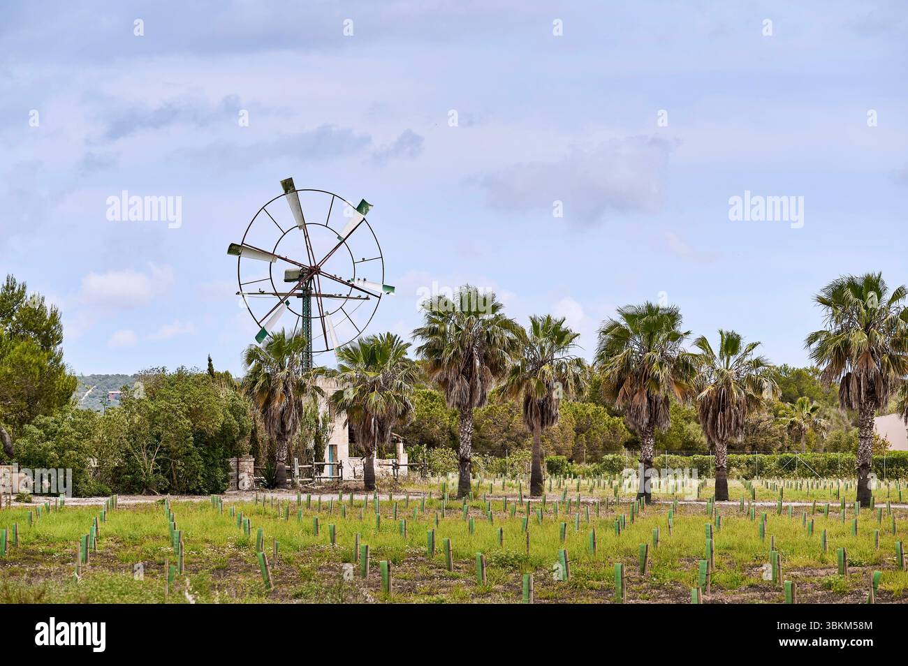 Windenergie, Kulturdenkmal, historisches Windrad auf Mallorca, Feld mit ...