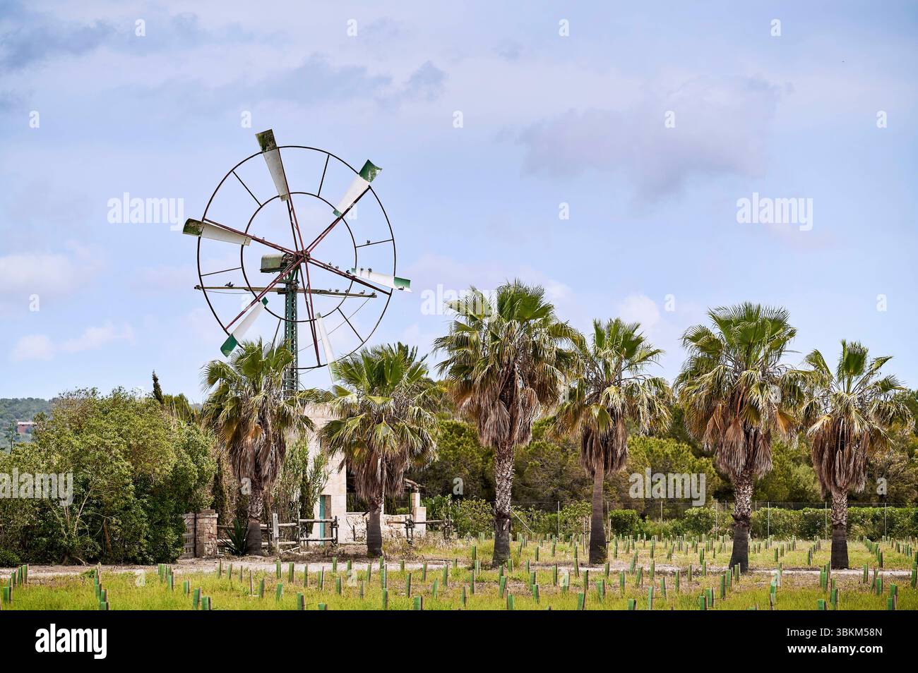 Windenergie, Kulturdenkmal, historisches Windrad auf Mallorca, Feld mit ...