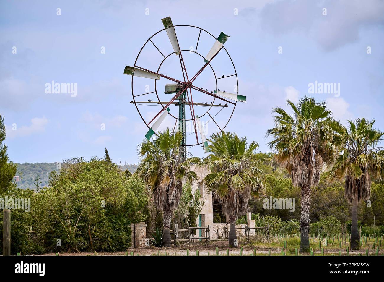 Windenergie, Kulturdenkmal, historisches Windrad hinter Palmen auf ...