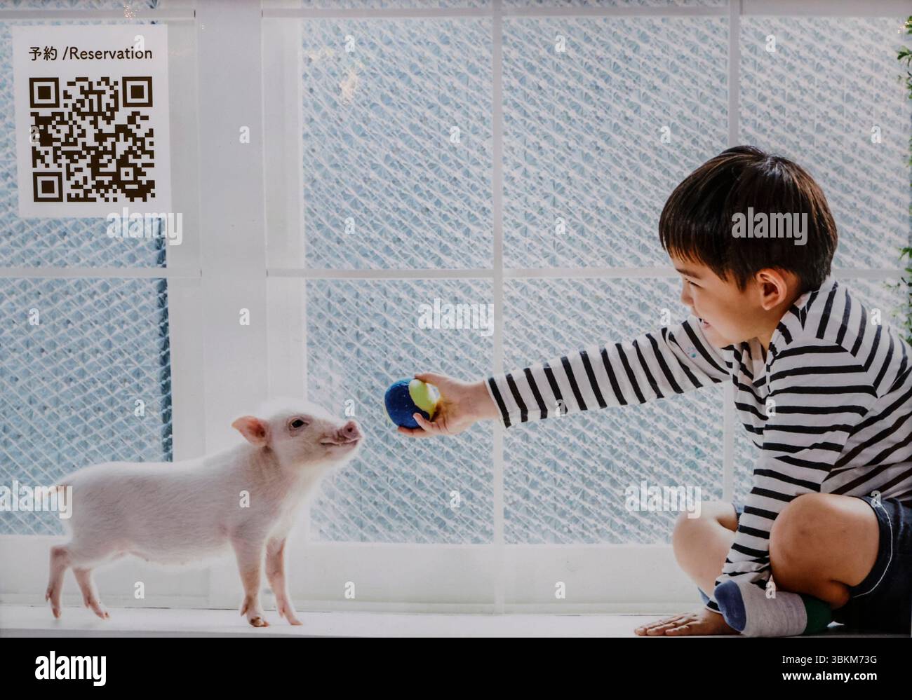 Micro pig house hi-res stock photography and images - Alamy