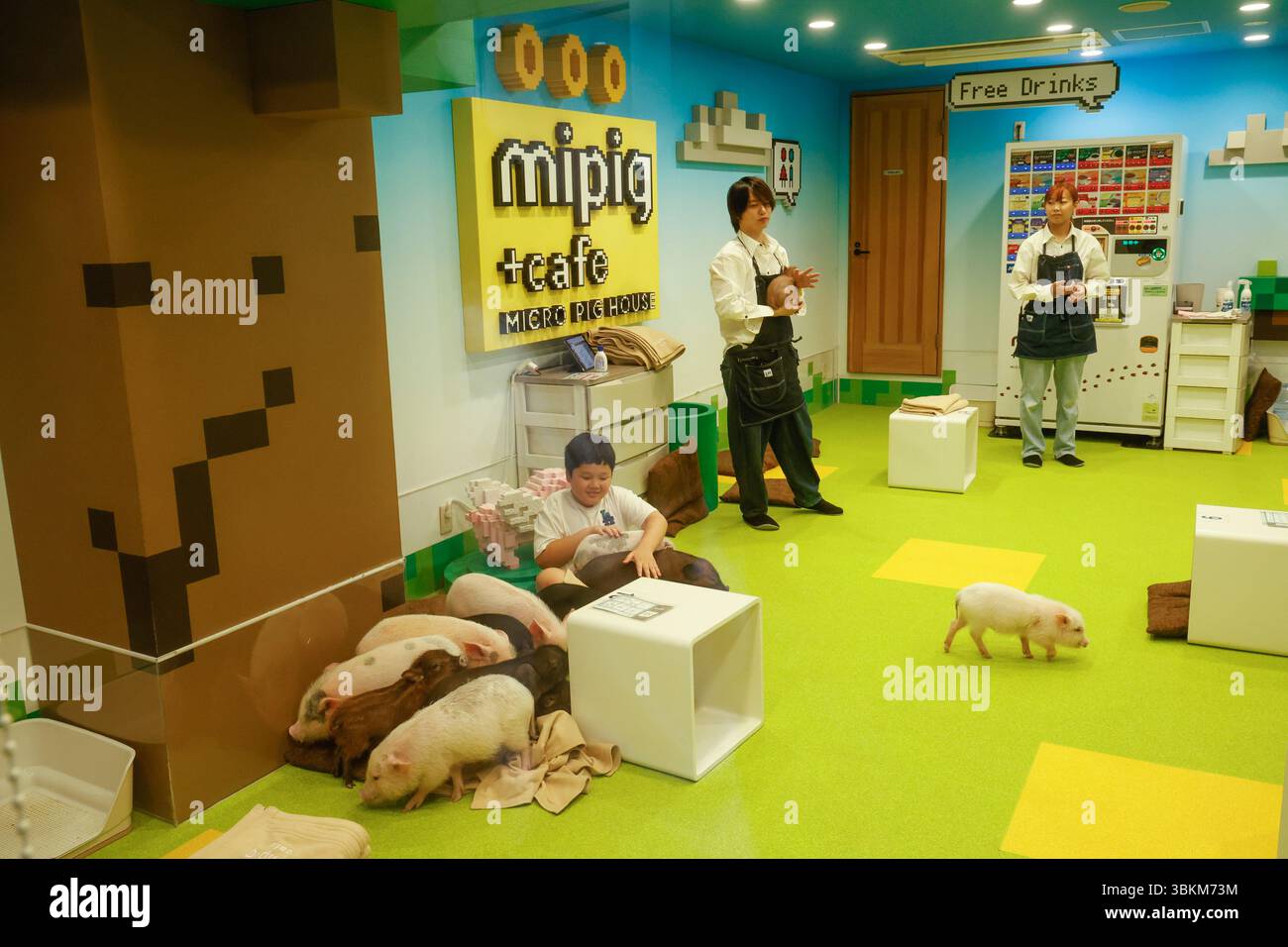 MIPIG CAFE TOKYO Stock Photo - Alamy