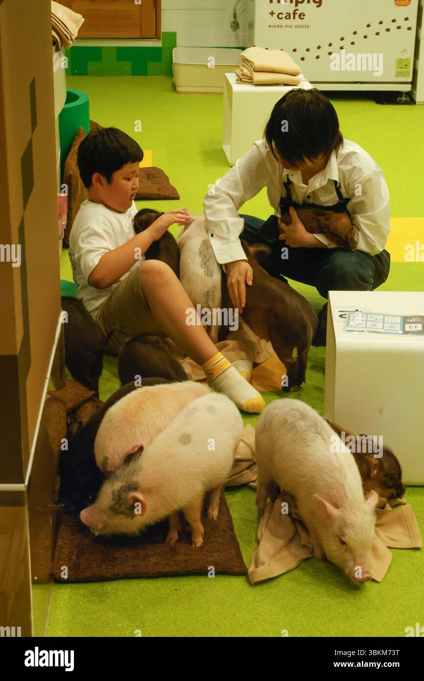 MIPIG CAFE TOKYO Stock Photo - Alamy