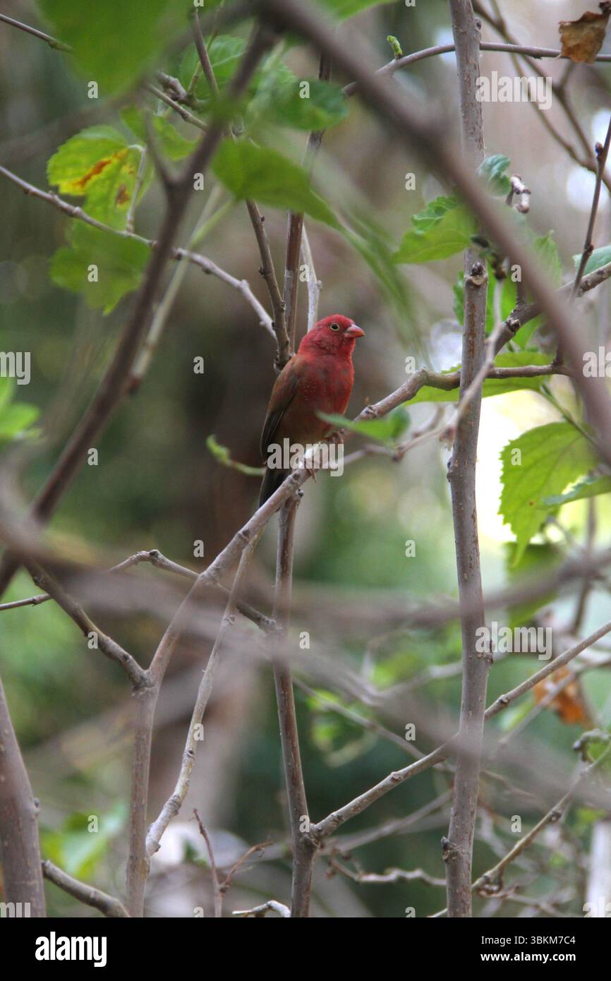 Group of birds captured in a natural setting, displaying their vivid ...