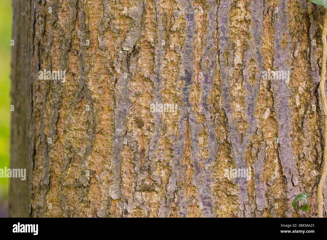 Bark tree in forest hi-res stock photography and images - Alamy