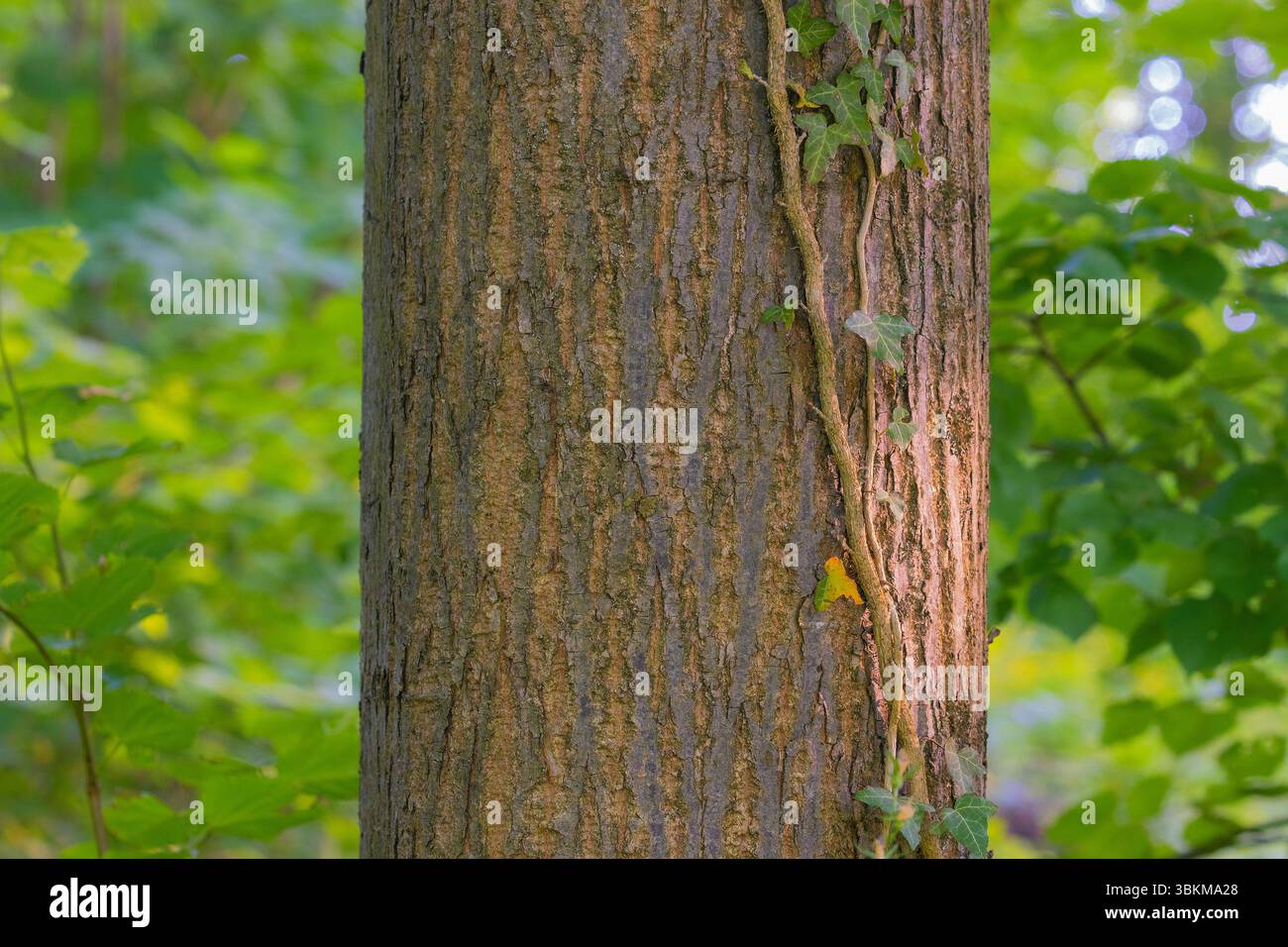 Bark tree in forest hi-res stock photography and images - Alamy