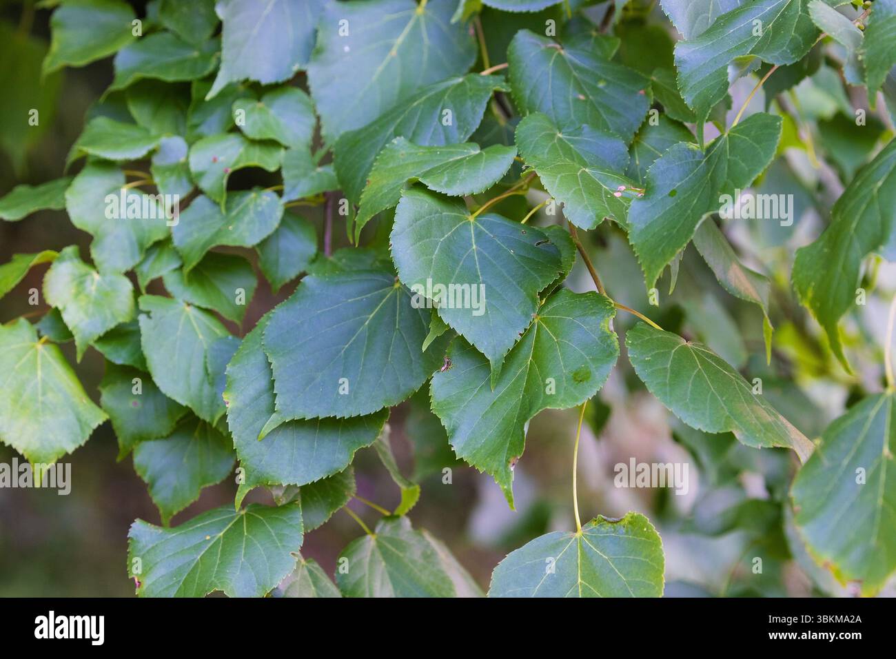 Linden tree bark background hi-res stock photography and images - Alamy