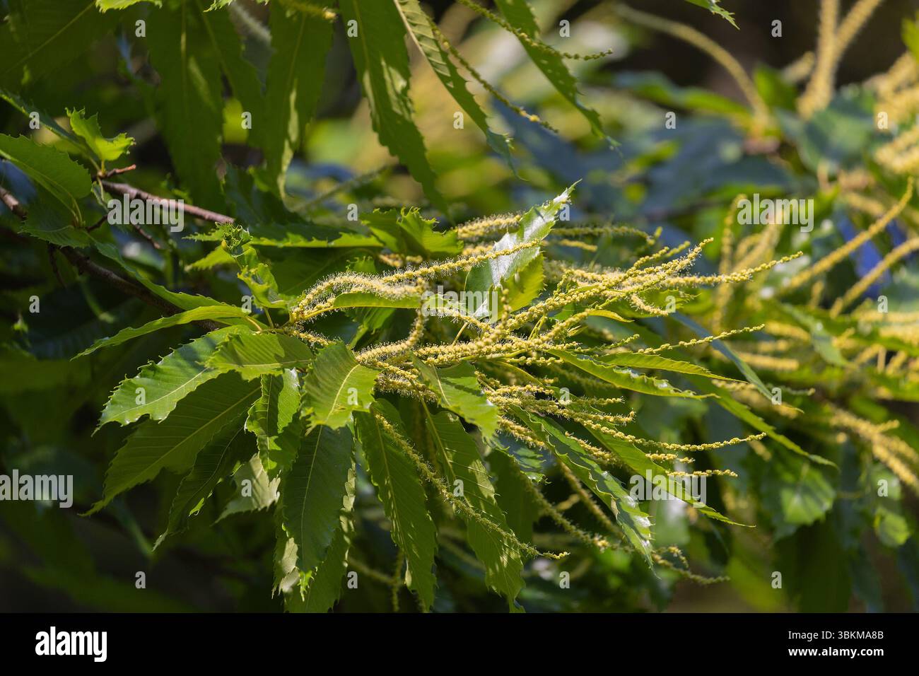 Sweet Chestnut Tree in Bloom (Castanea sativa Stock Photo - Alamy