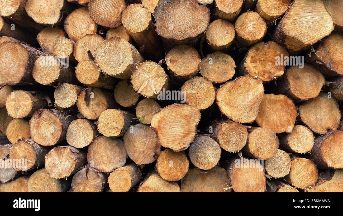 Plywood timber rough sawn hi-res stock photography and images - Alamy