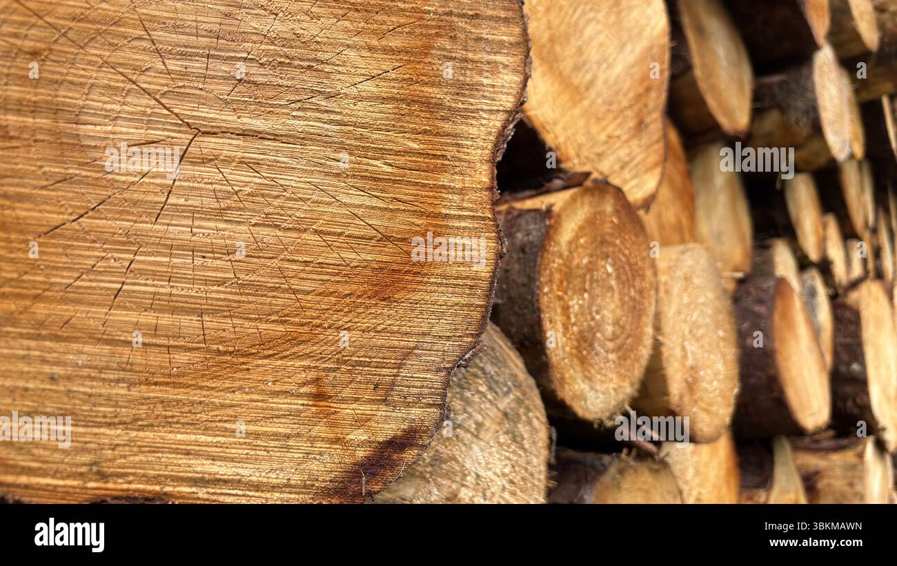Close-up sawn wood logs, revealing rough-cut cross-sections and rich grain patterns—perfect for ...