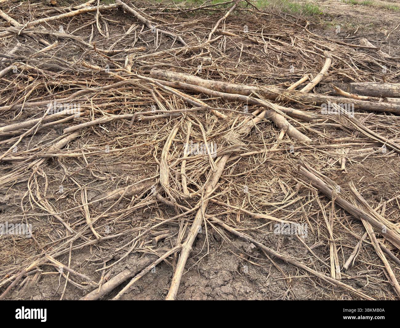 Scattered fallen branches lie in muddy ground, capturing woodland decay ...