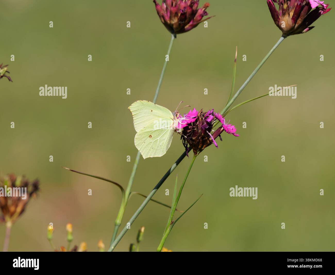 Common brimstone Gonepteryx rhamni sitting on a pink-red inflorescence ...