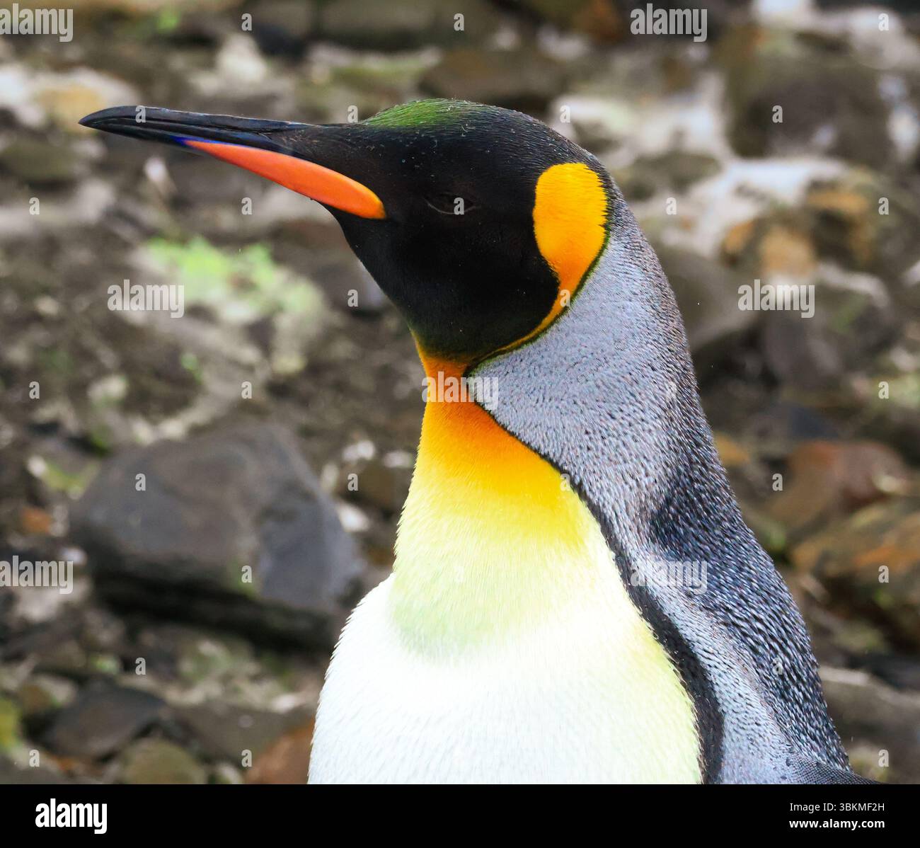 Close up image of penguin hi-res stock photography and images - Alamy
