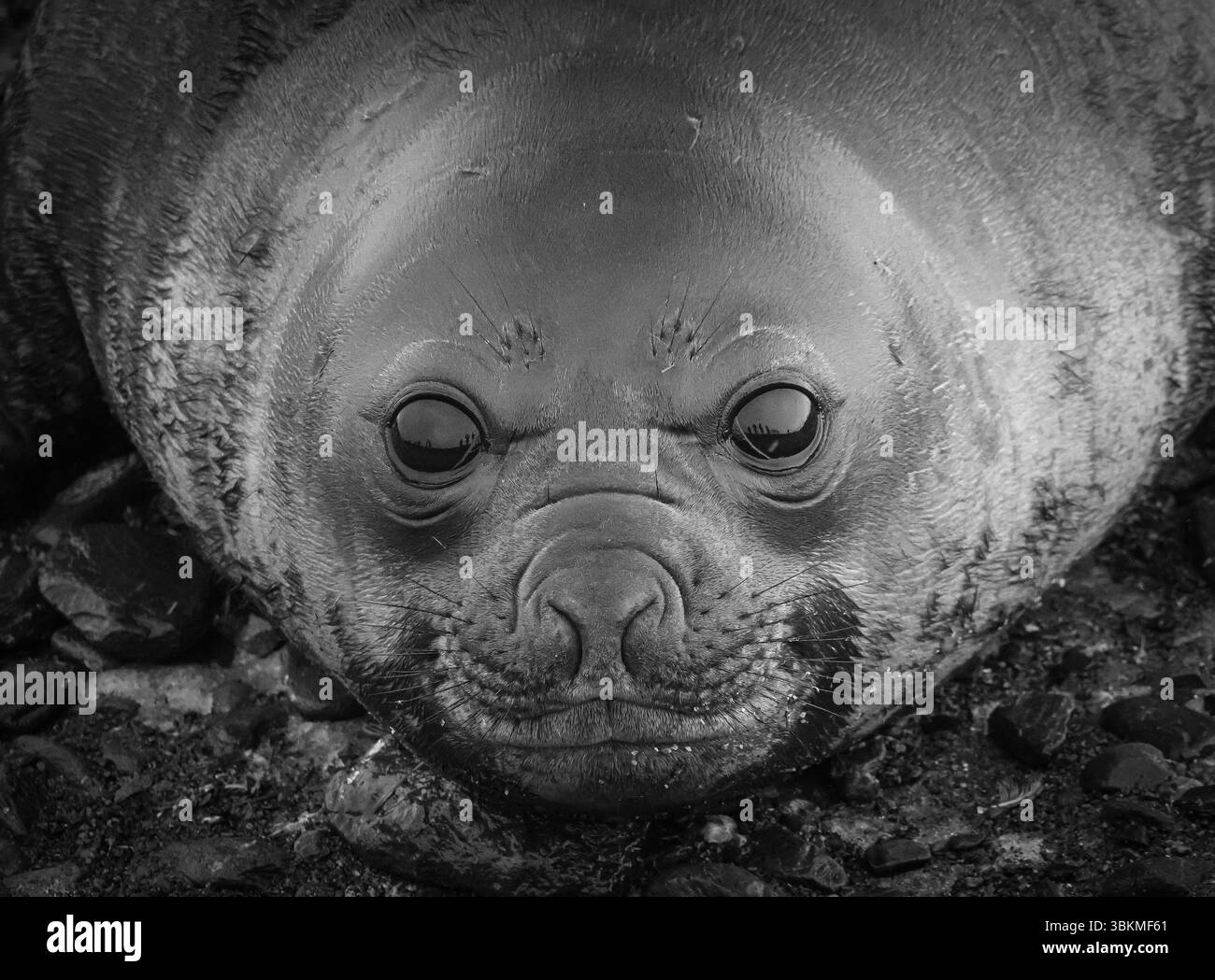 White fur seal pup hi-res stock photography and images - Alamy