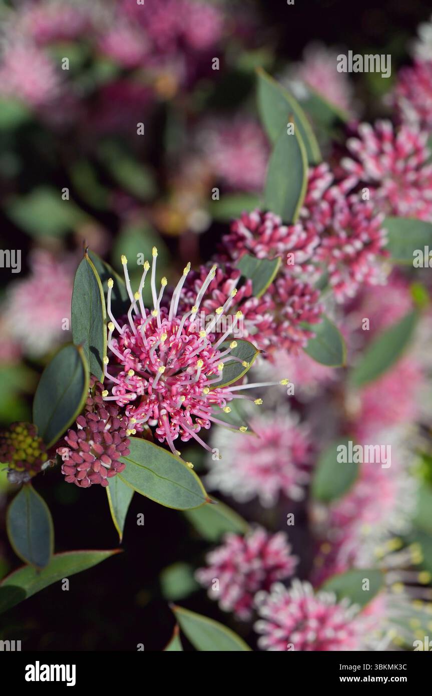 Spectacular pink flowers of the Australian native Hakea myrtoides x ...