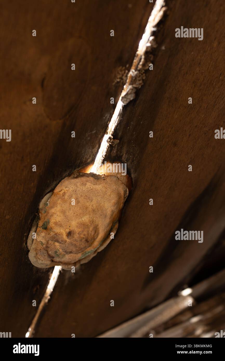 A close-up view reveals a fungus growing on damp wood, highlighting the ...