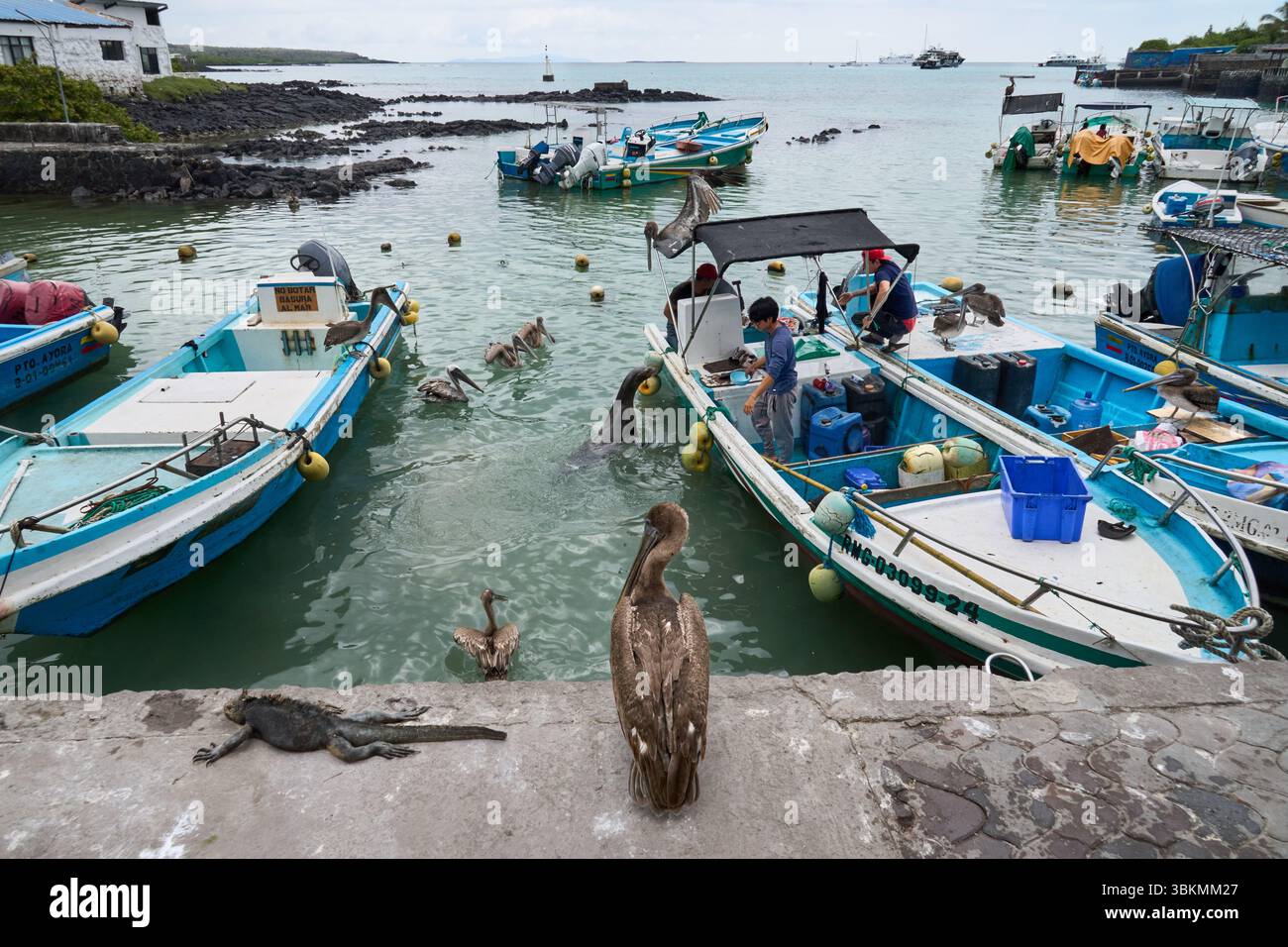 Fischerboote im Fischereihafen, Pelikane und Galapagos-Seelöwen lauern ...