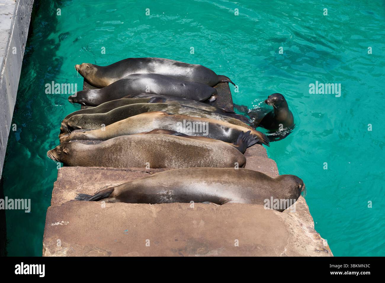 Galápagos-Seelöwen (Zalophus wollebaeki), liegen auf einer Treppe im ...