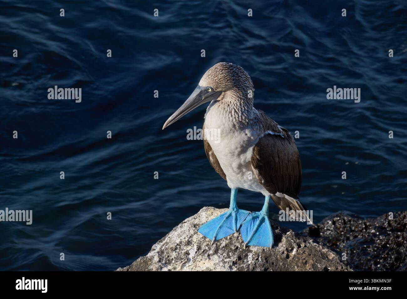 Blaufußtölpel (Sula nebouxii), sitzt auf einem Stein am Hafen von ...