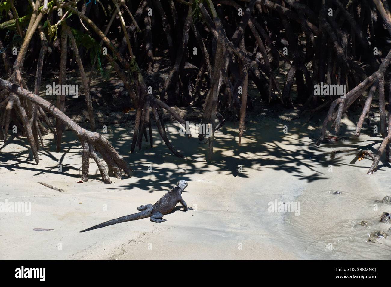 Meerechse (Amblyrhynchus cristatus), am Strand vor Mangrovenwurzeln, am ...