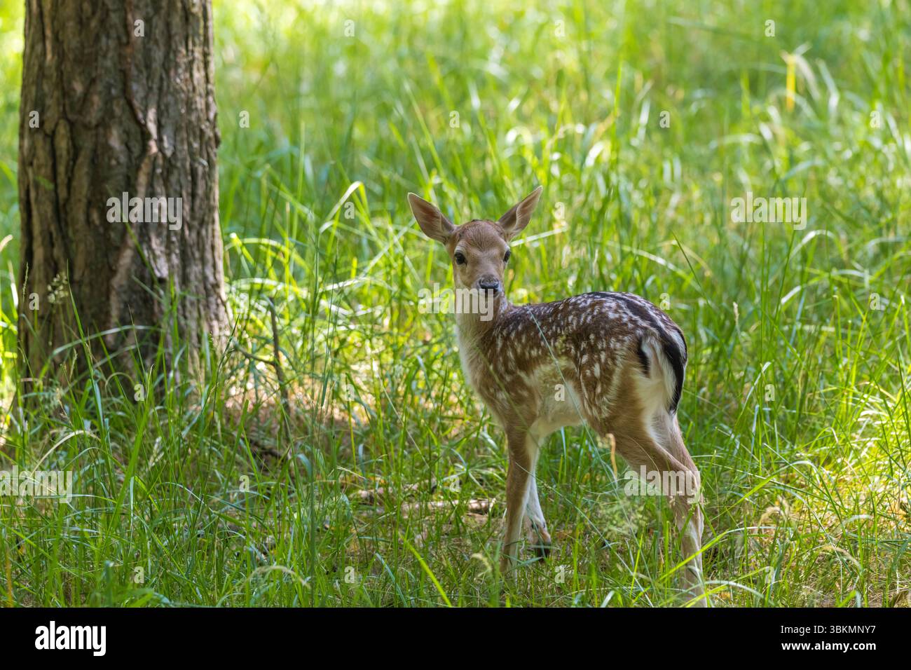 Small fawn hi-res stock photography and images - Alamy