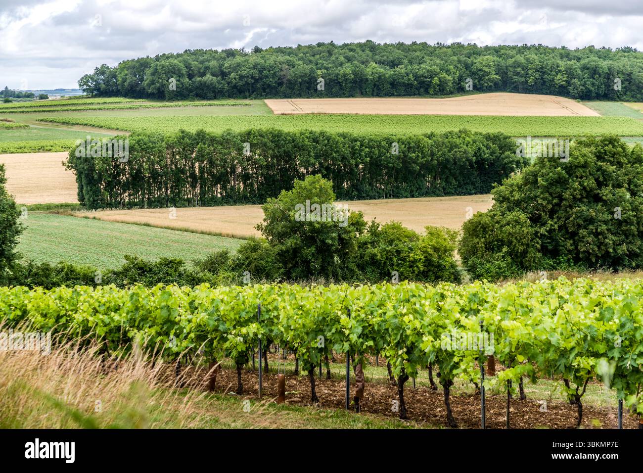 Ugni blanc vineyard cognac hi-res stock photography and images - Alamy