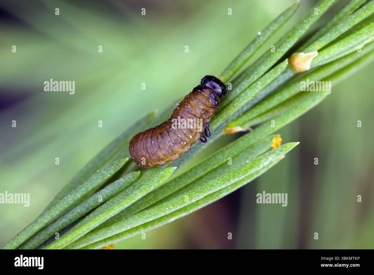 Common asparagus beetles hi-res stock photography and images - Alamy