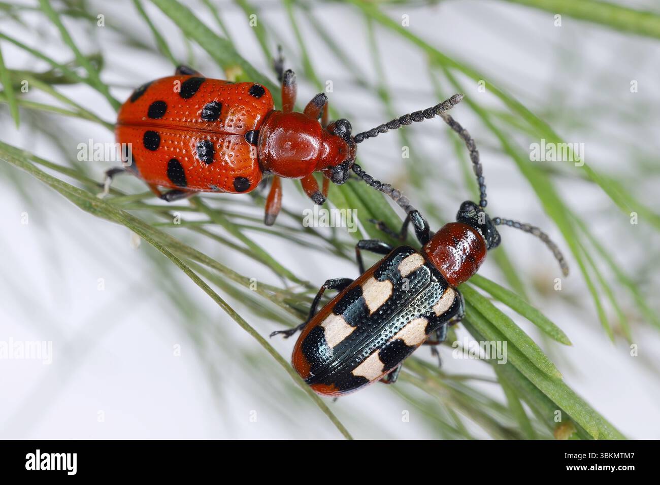 Two species of dangerous asparagus pests: Spotted Asparagus Beetle ...