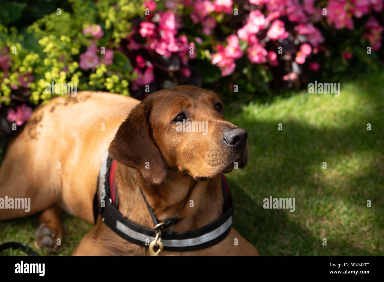 Ascot, Berkshire, UK. 21st June, 2025. A very hot explosives search dog ...