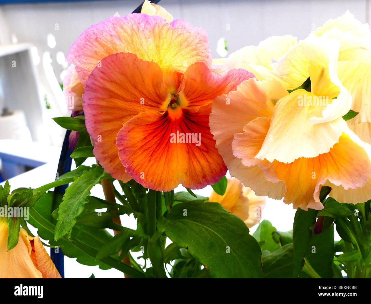 Pansy 'Peach Shades' on the year 2025 Stock Photo - Alamy