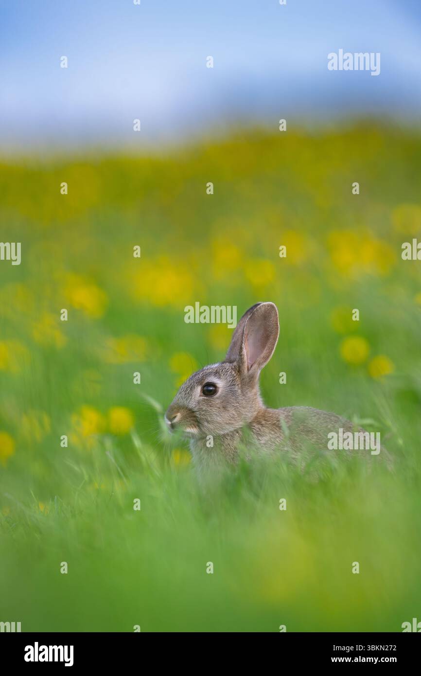 Wild Rabbit (Oryctolagus cuniculus) in a wildflower meadow in the ...