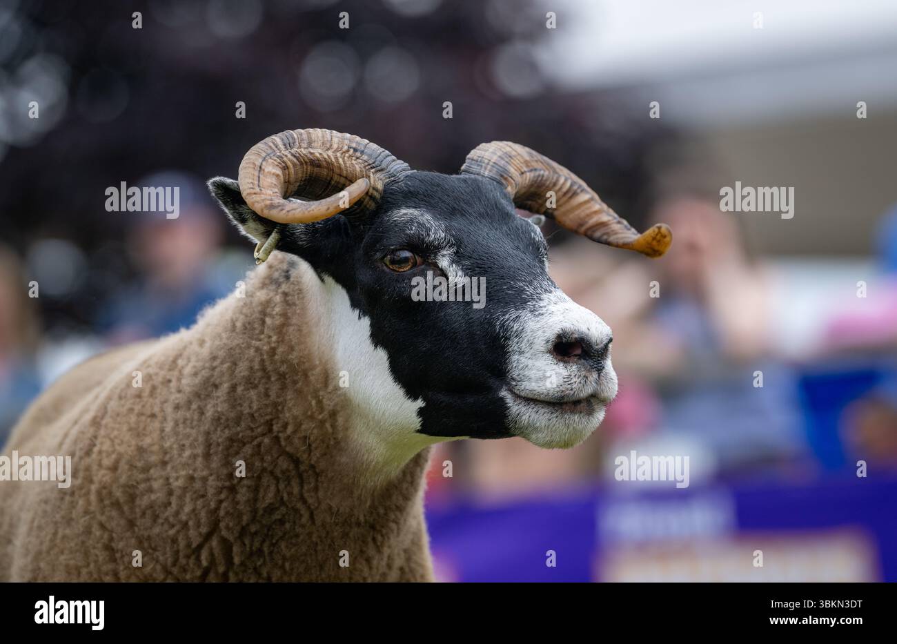 Scottish Blackface champion sheep at the Royal Highland Show 2025 ...