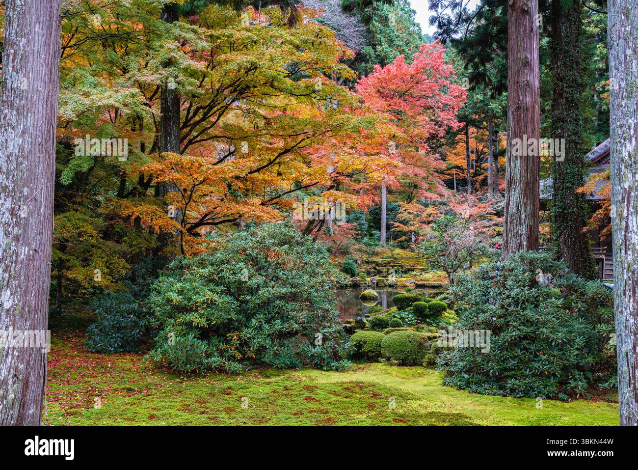 The beautiful Sanzen-in Temple in Ohara during fall season. Kyoto, Japan Stock Photo - Alamy