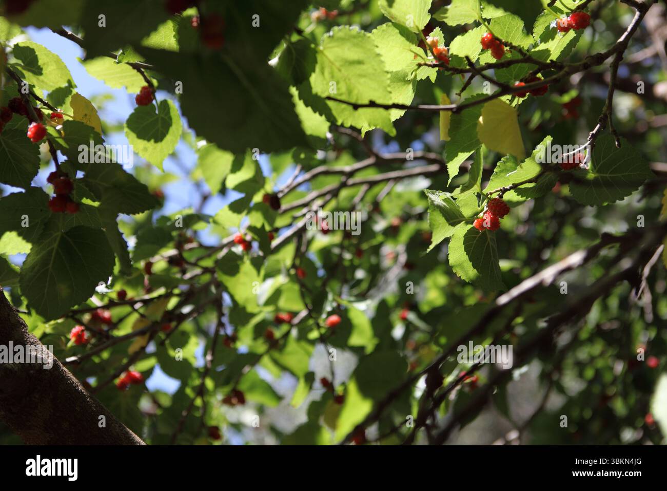 Fruit hanging from a branches of a Morus, a flowering tree in the ...