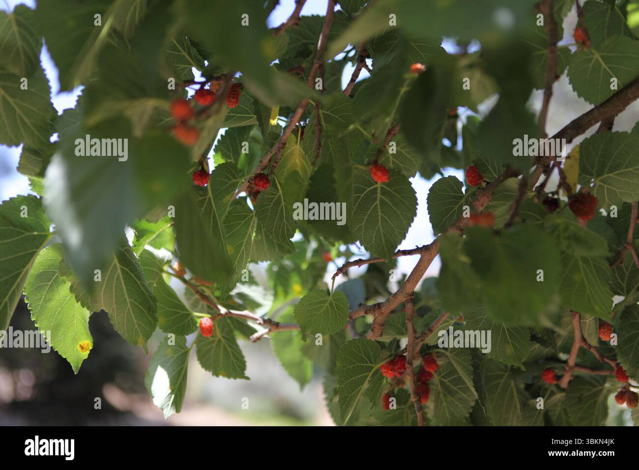 Fruit hanging from a branches of a Morus, a flowering tree in the ...