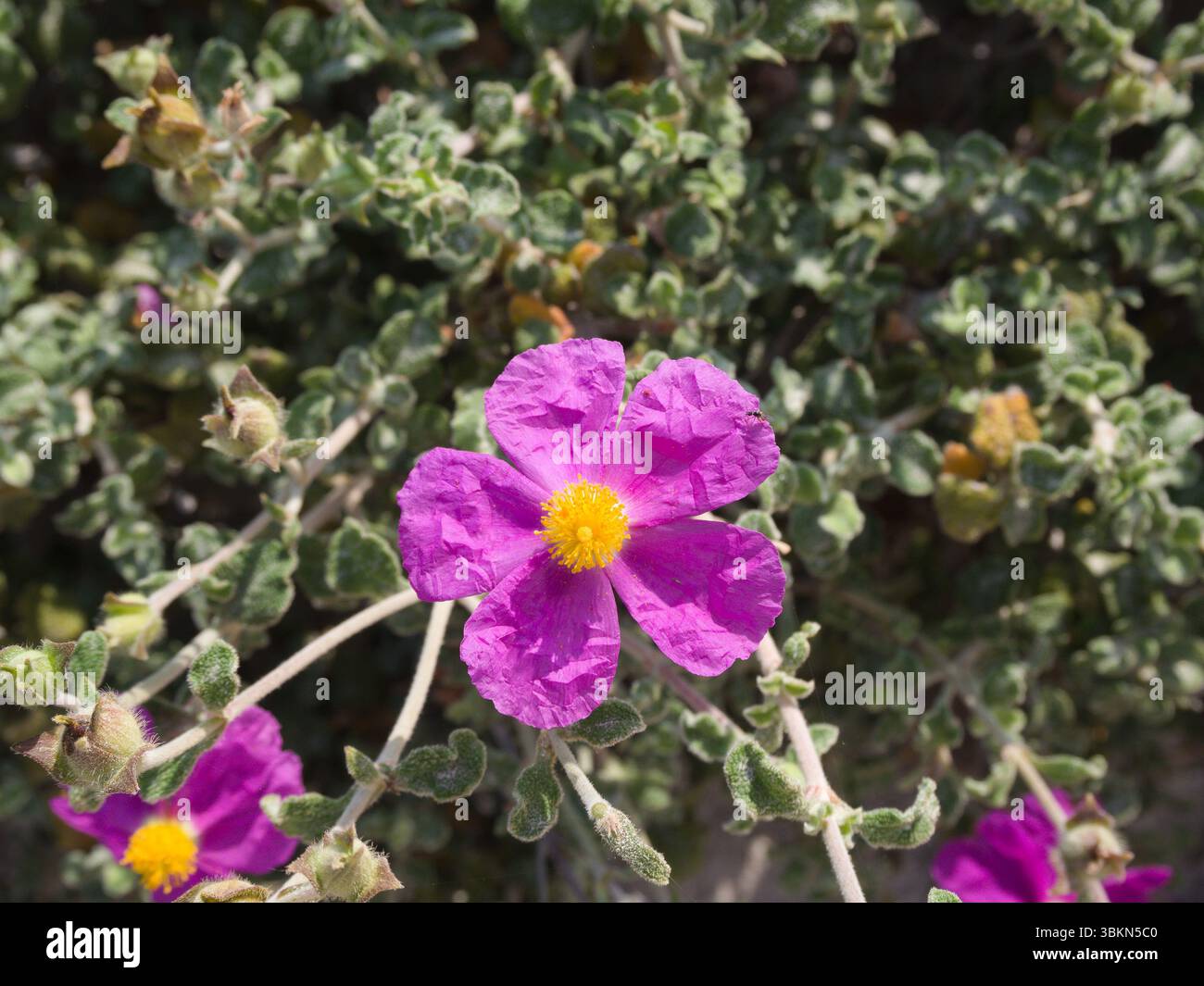 Macro shot pink cistus hi-res stock photography and images - Alamy