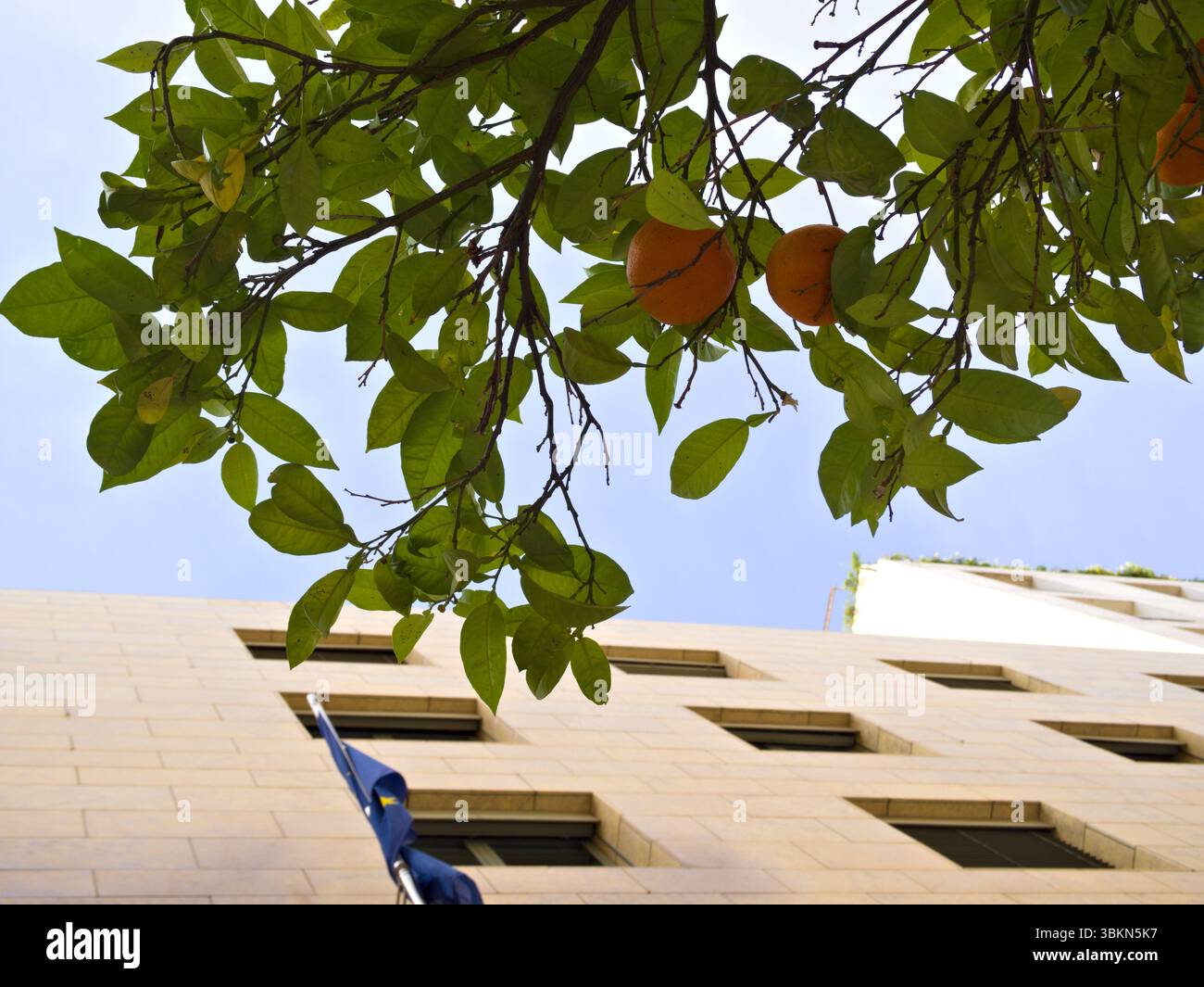 Orange tree branch seen from below with citrus fruits and minimalist ...