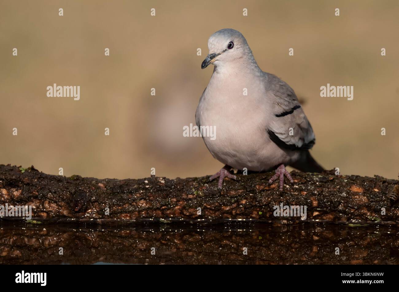 Picui Ground Dove, Columbina picui, Calden forest, La Pampa, Argentina ...