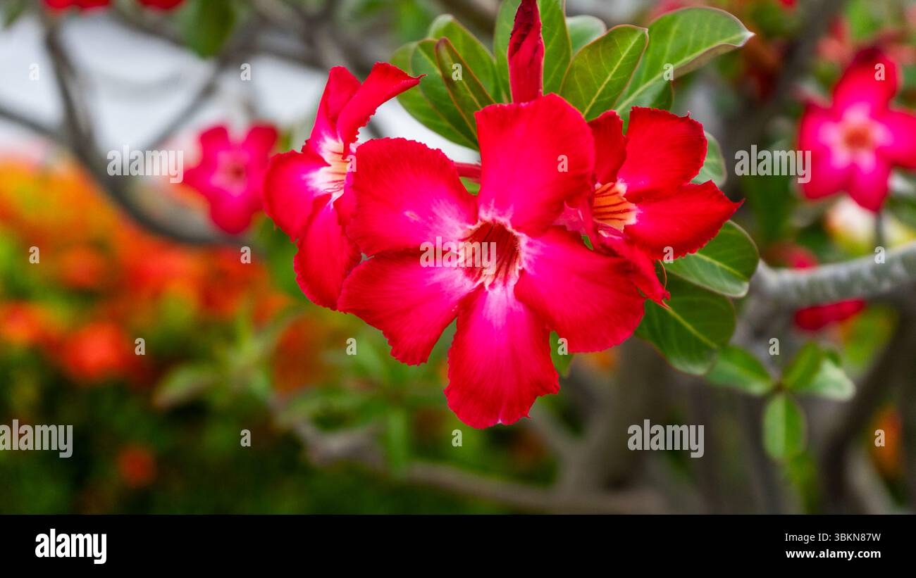 Tree life red in hi-res stock photography and images - Alamy