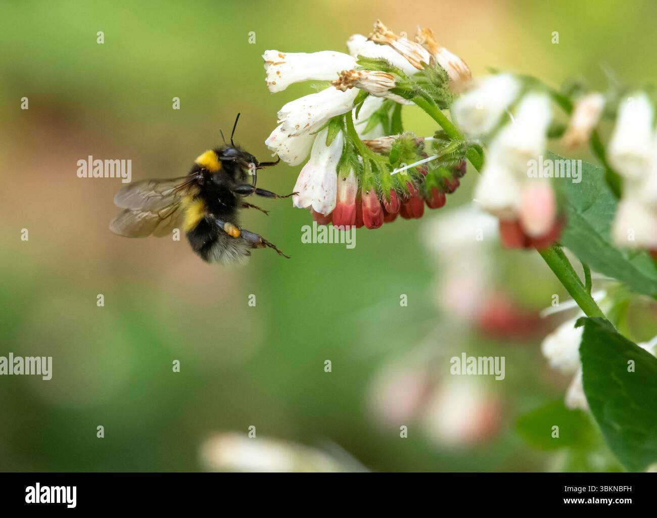 Comfrey flower and bee uk hi-res stock photography and images - Alamy