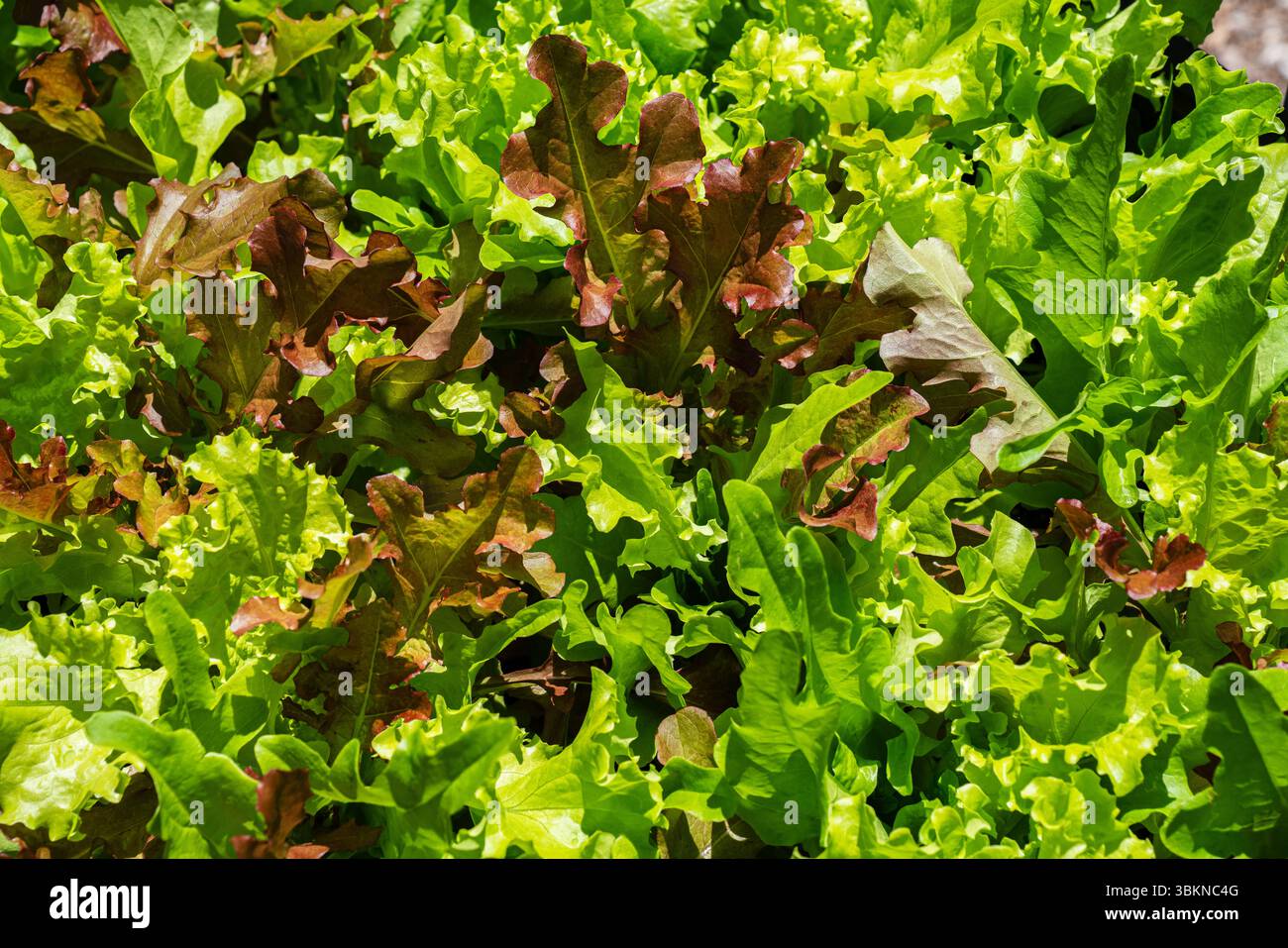 Vibrant lettuce patch garden hi-res stock photography and images - Alamy