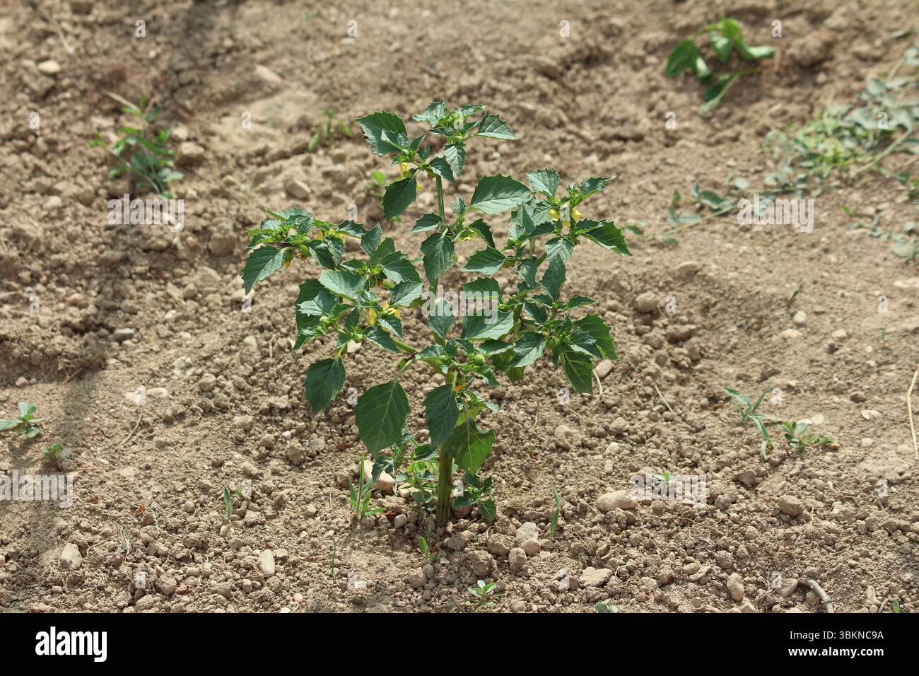 Black nightshade Solanum nigrum, also called garden nightshade and ...