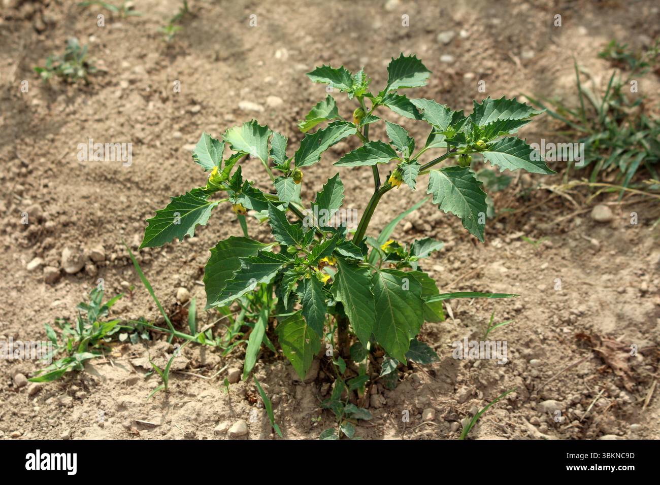 Black nightshade Solanum nigrum, also called garden nightshade and ...