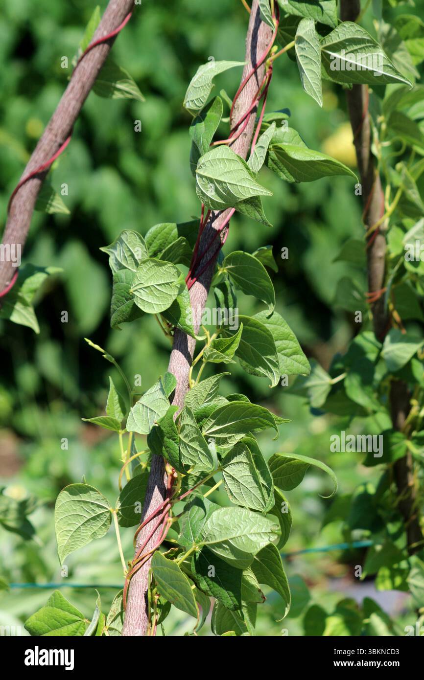 Common bean Phaseolus vulgaris, also called green bean and French bean ...