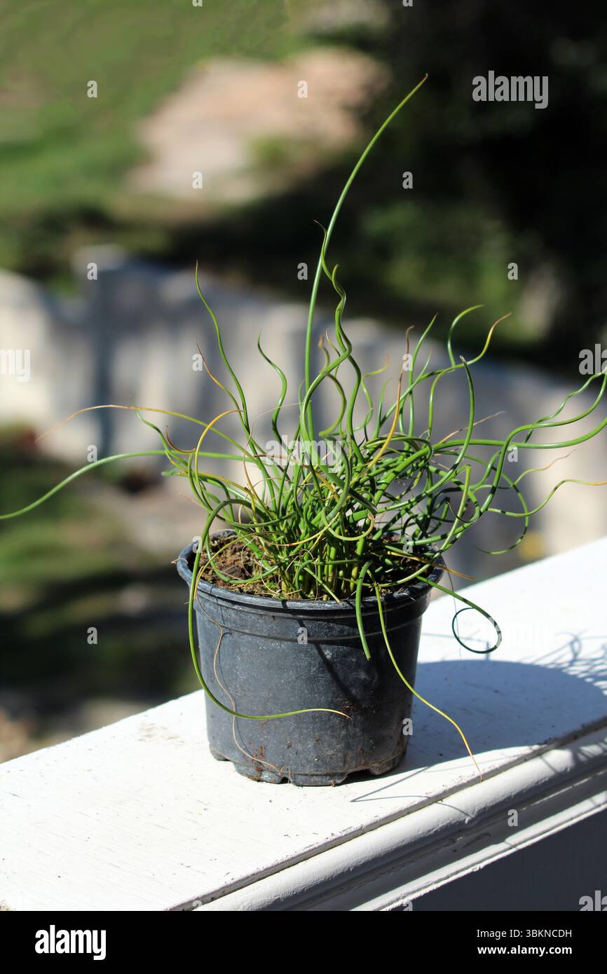 Corkscrew rush Juncus effusus spiralis, also called spiral rush ...