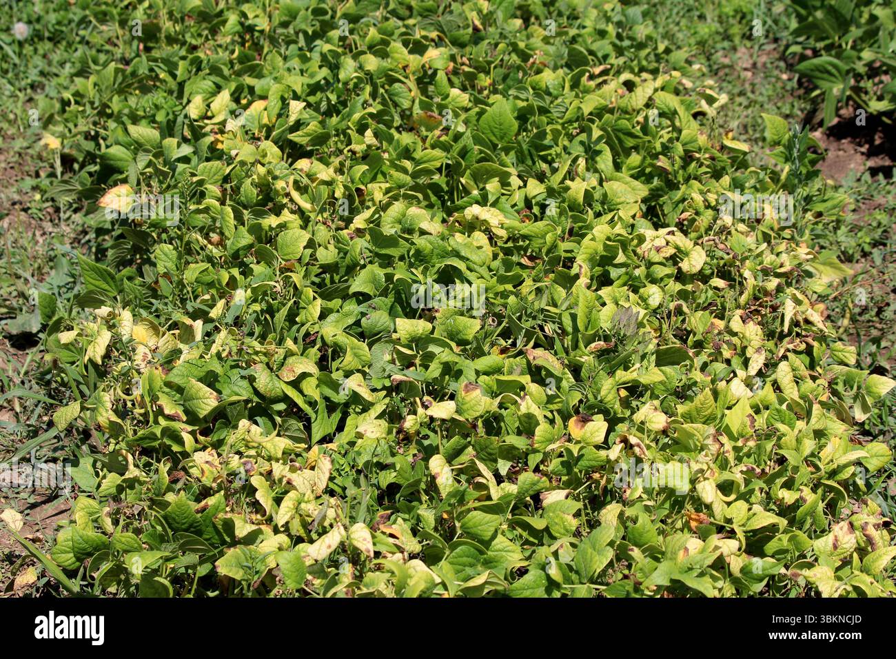 Green bean Phaseolus vulgaris, also called common bean and snap bean ...