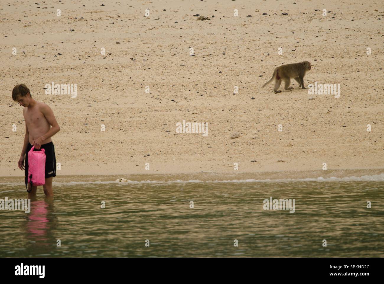 February 25, 2024, Monkey Island: Rhesus macaque Macaca mulatta and man ...