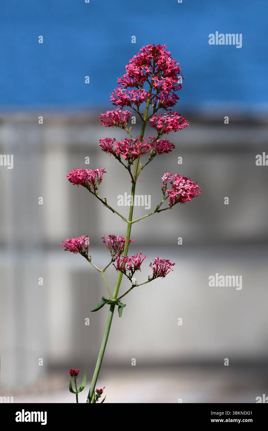 Striking clusters of soft pink flowers hi-res stock photography and ...