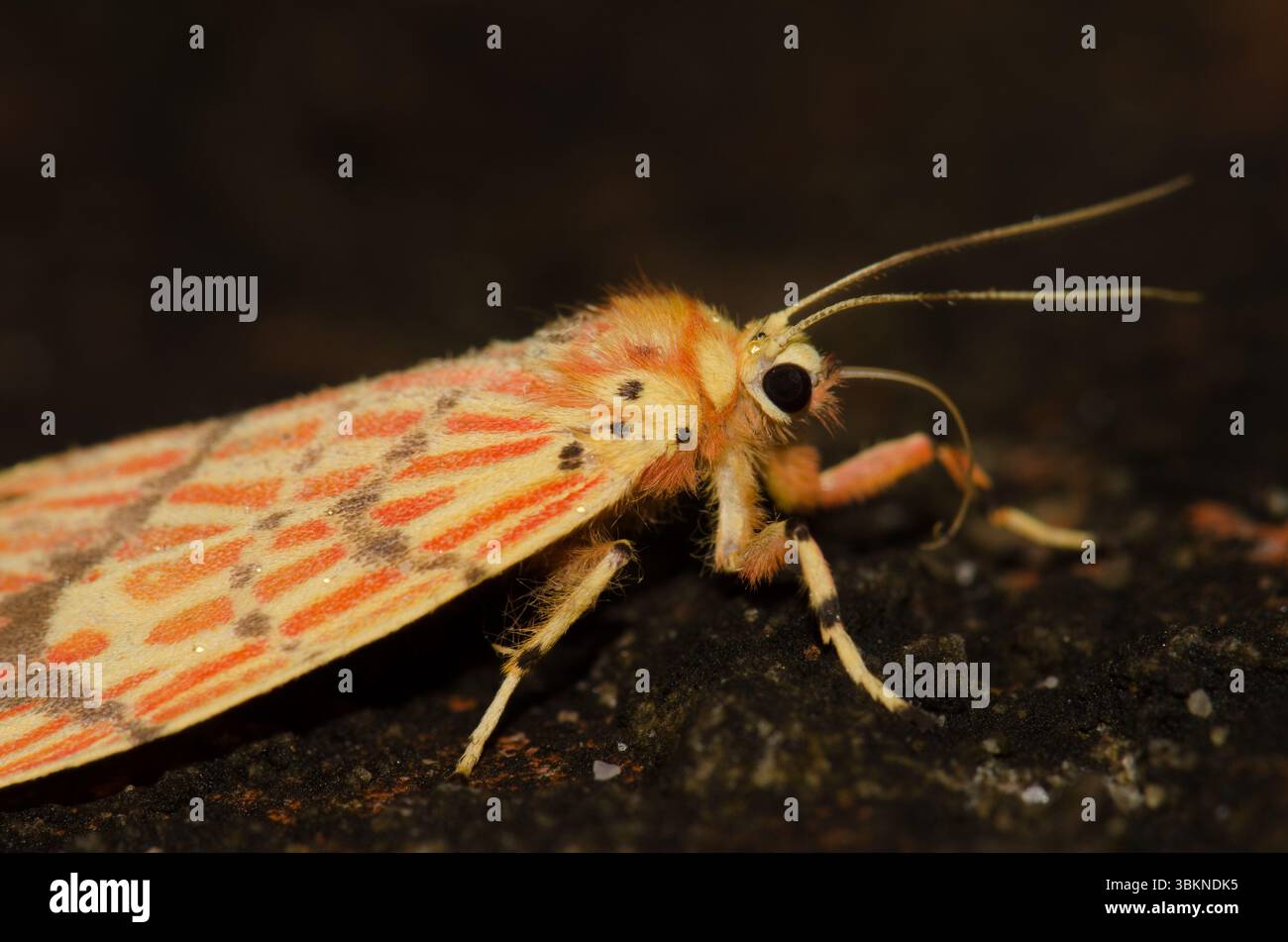 Moth Barsine sp. Van Long Wetland Nature Reserve. Gia Vien District ...